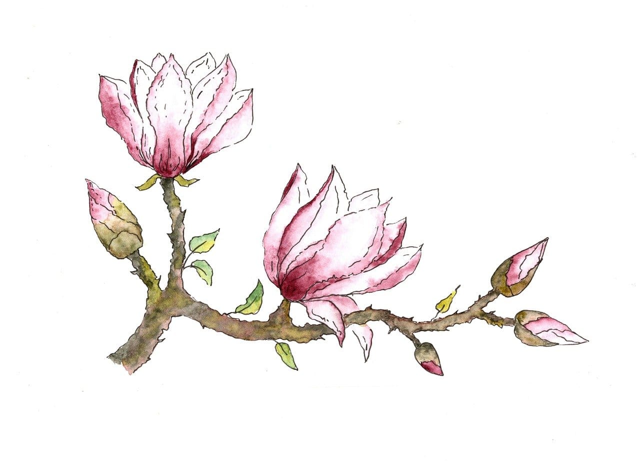 Magnolie, ein Baum voller Schönheit und Freude
